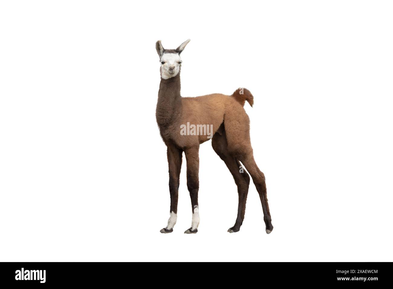 little llama isolated on white background Stock Photo - Alamy