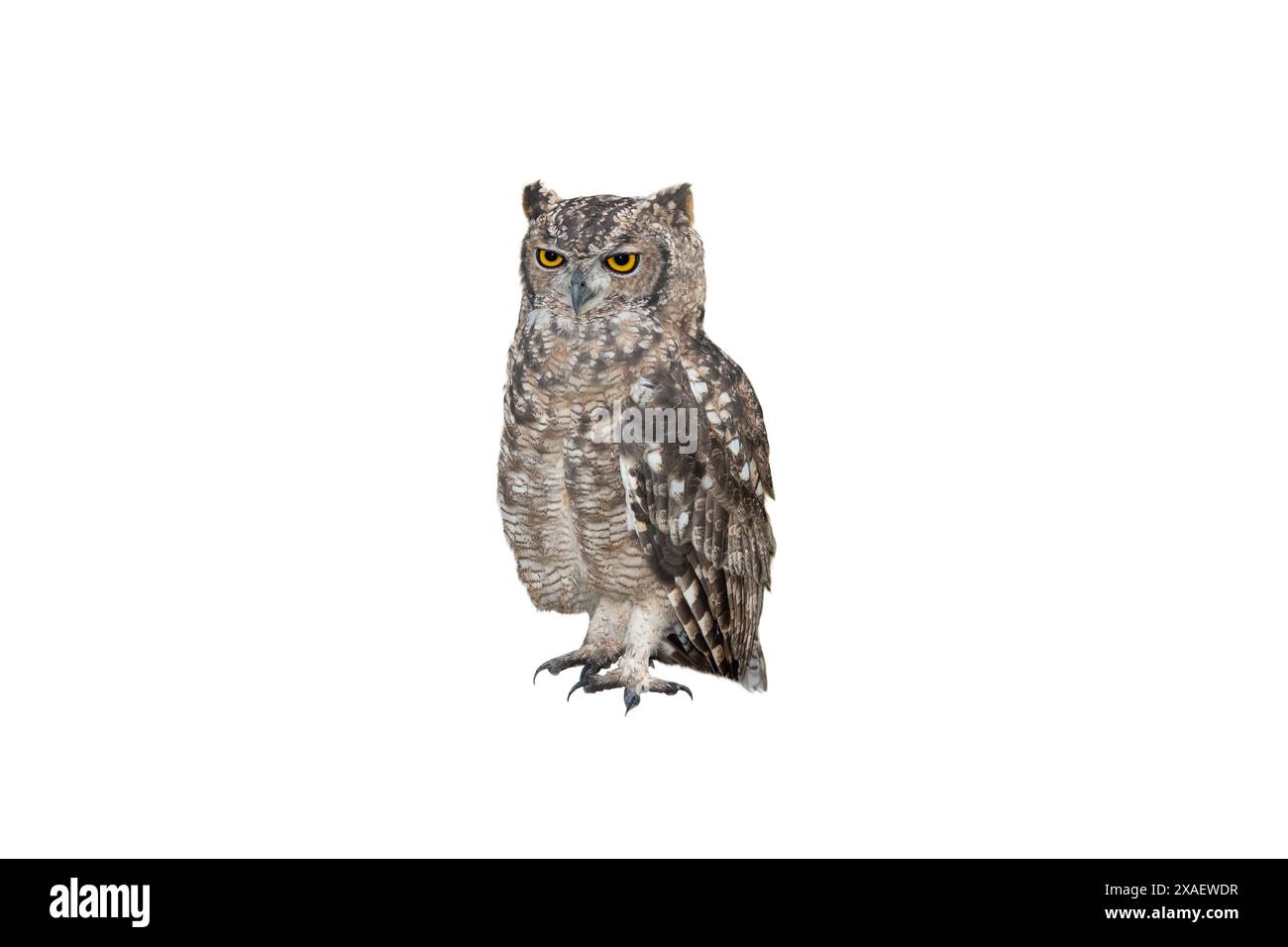old owl on a white background Stock Photo - Alamy