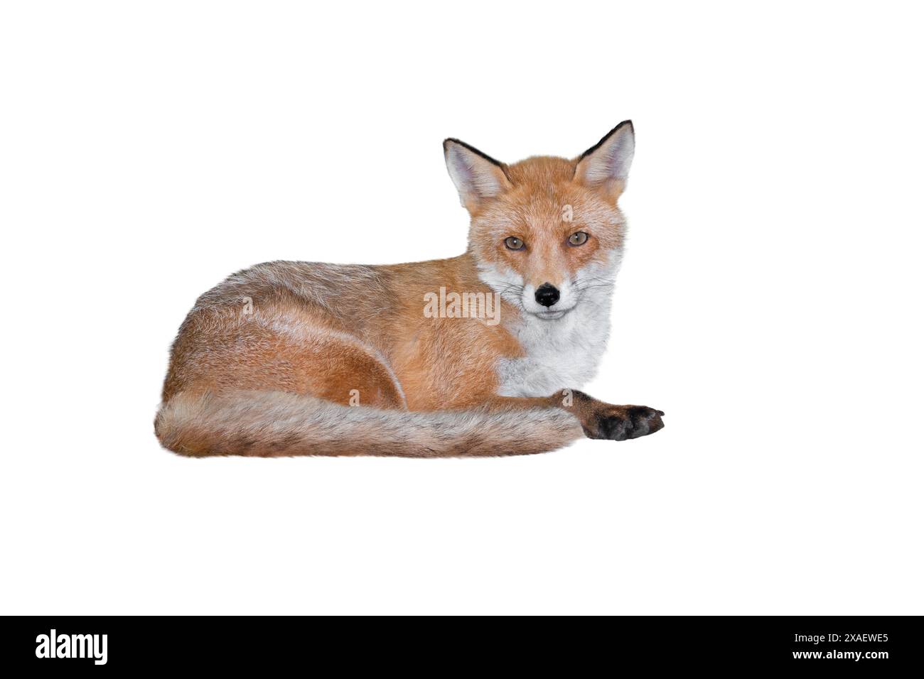 Orange white fox Cut Out Stock Images & Pictures - Alamy