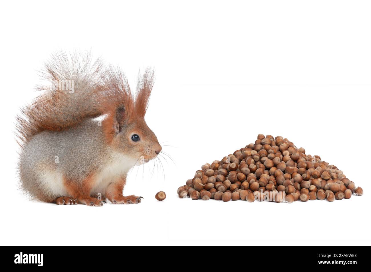 squirrel sits with bunch of hazelnuts isolated on white background ...