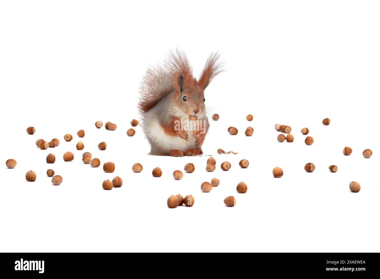 Sciurus squirrel sits on Cut Out Stock Images & Pictures - Alamy