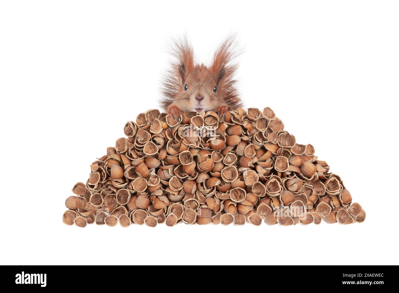 squirrel and nutshell isolated on white background Stock Photo - Alamy