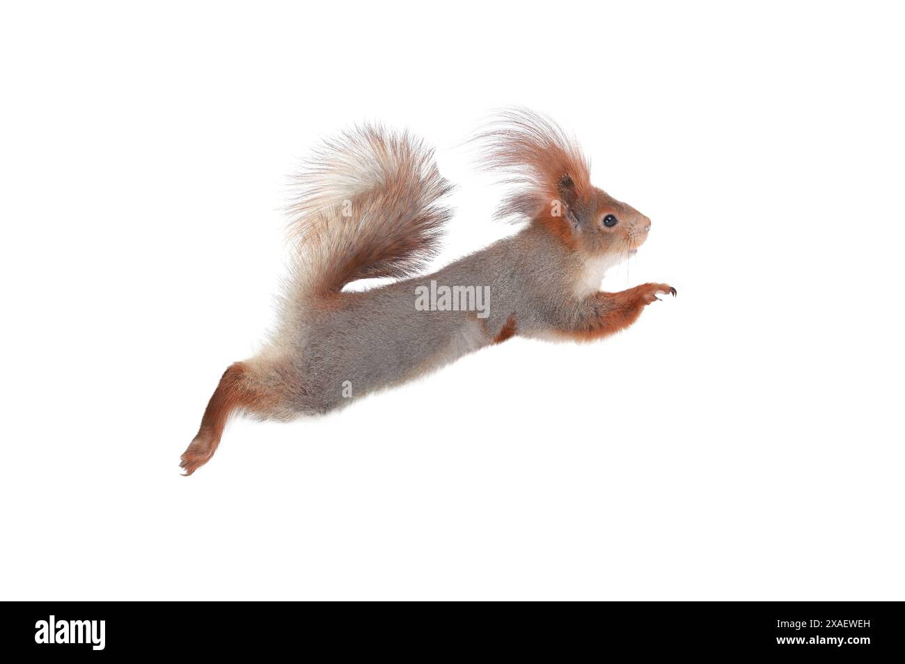 squirrel in jump isolated on white background Stock Photo - Alamy