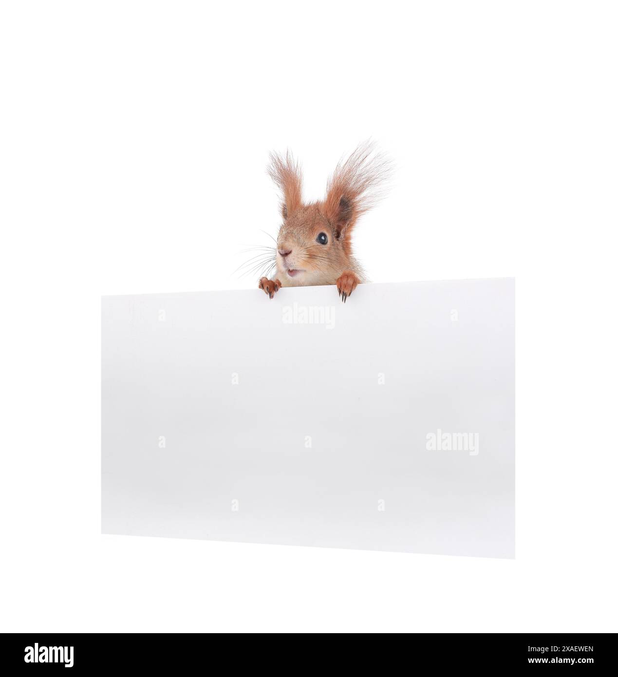squirrel holding an advertising board for writing your text isolated ...