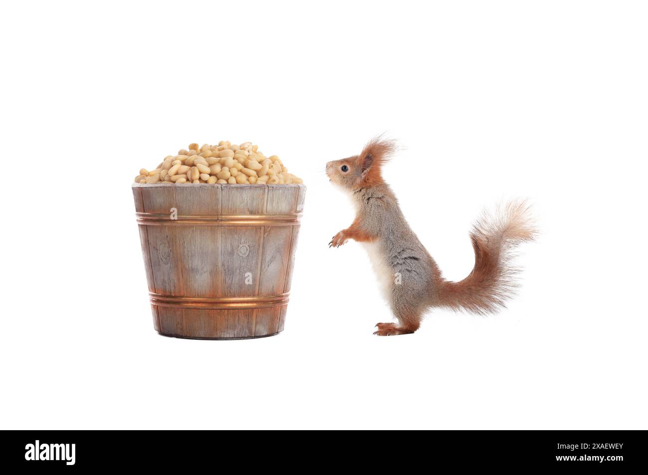 Squirrel and huge bucket with pine nuts isolated against white ...