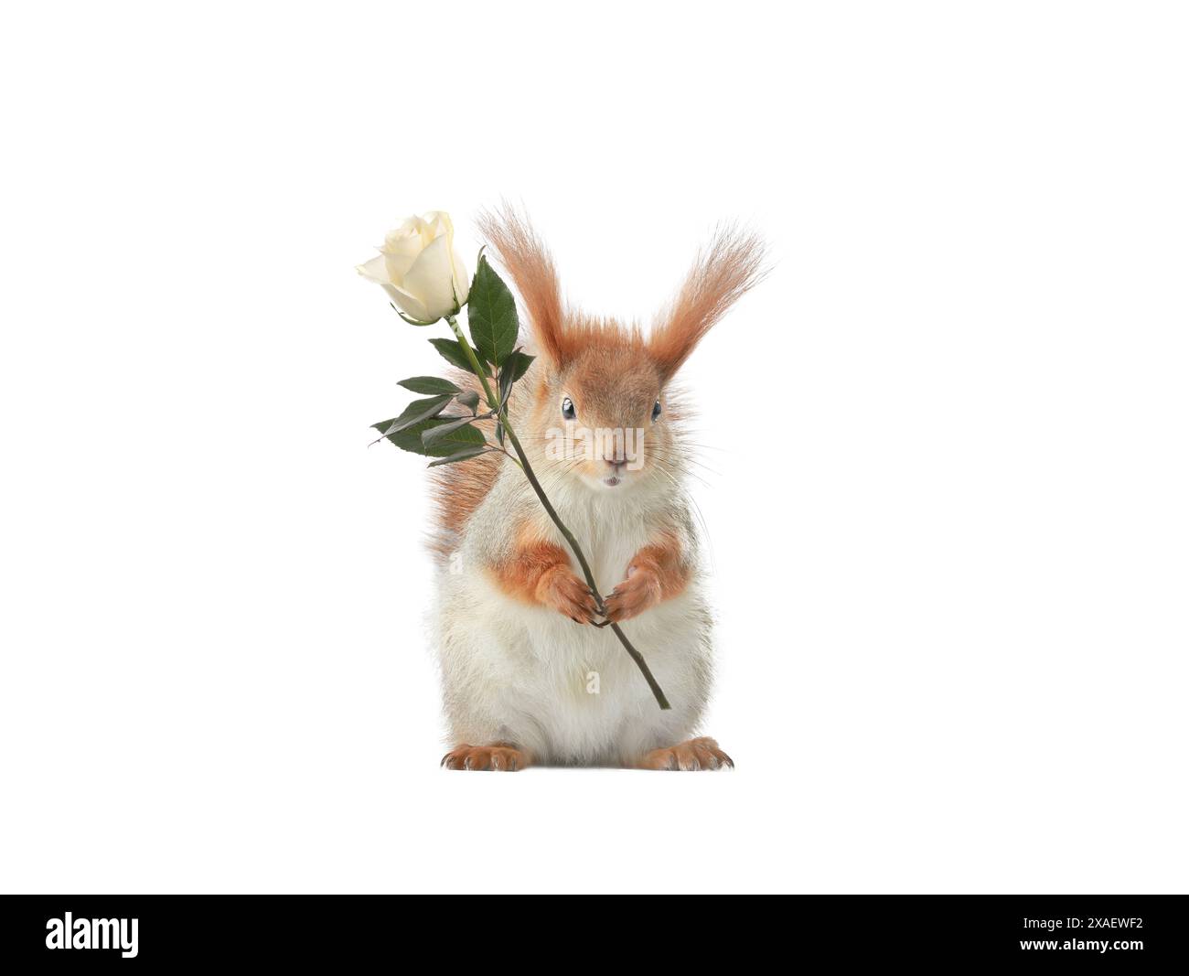 squirrel in paws holding rose isolated on white background Stock Photo ...