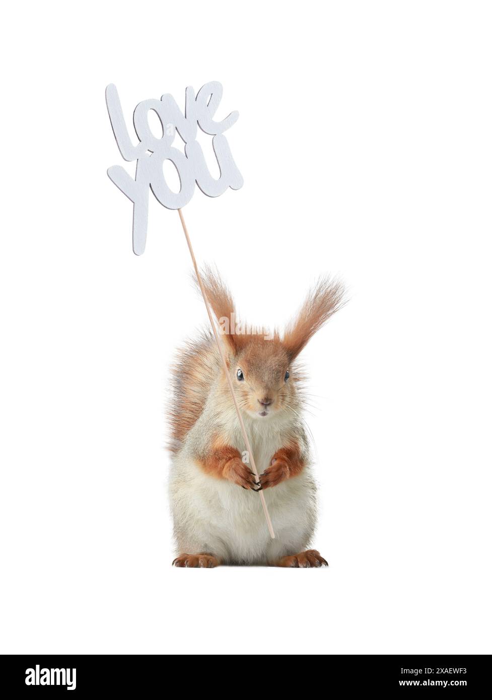 Squirrel in love Cut Out Stock Images & Pictures - Alamy