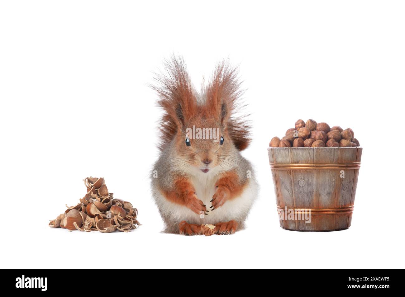 squirrel with nuts isolated on white background Stock Photo - Alamy
