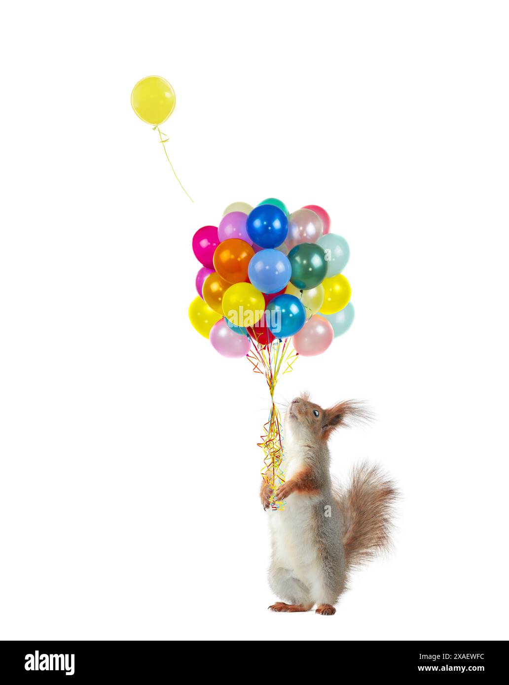 squirrel holding balloons isolated on white background Stock Photo - Alamy