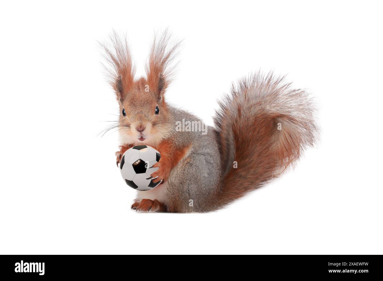squirrel holding soccer ball isolated on white background Stock Photo ...