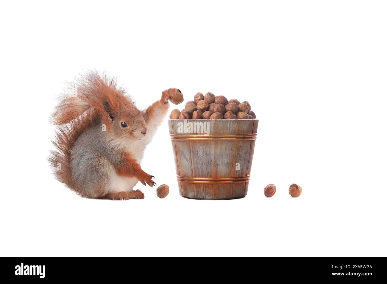 squirrel picking hazelnuts big bucket isolated on white background ...