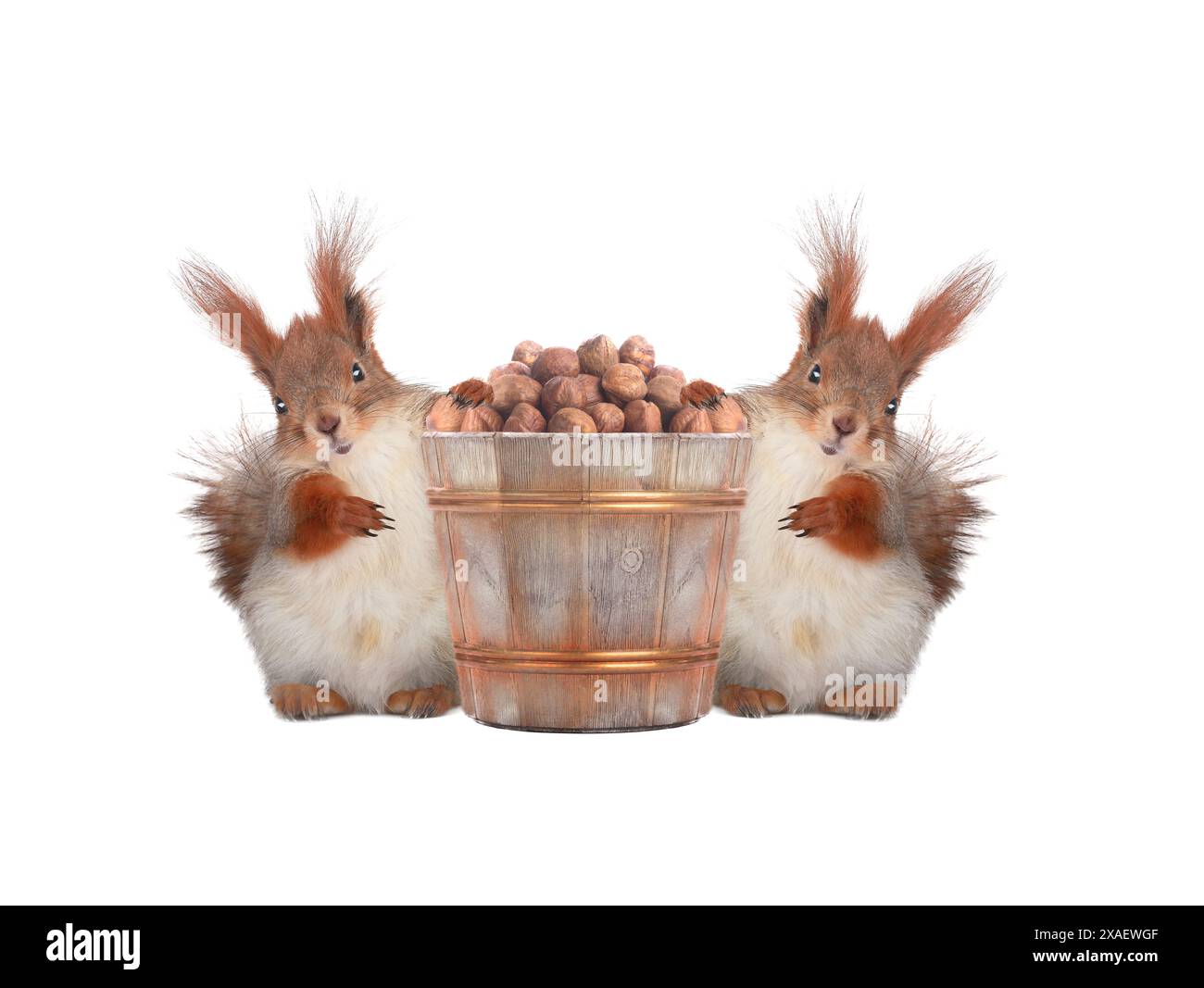 two squirrel stands with bucket full of nuts isolated on white ...