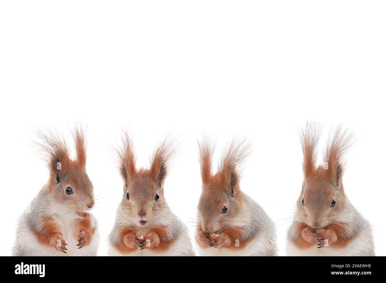 four squirrels eat hazelnuts isolated on white background Stock Photo ...