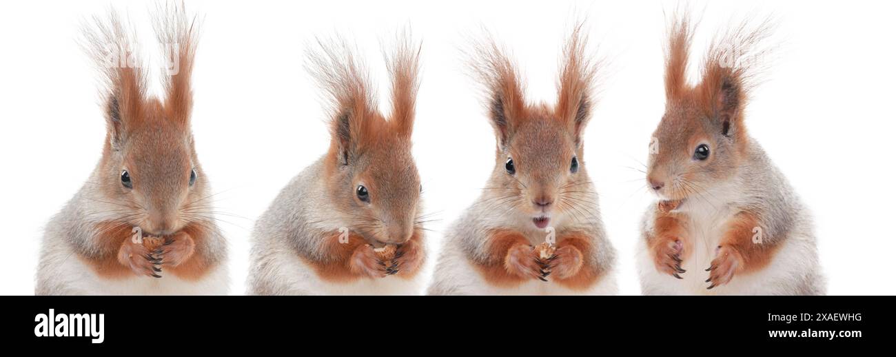 four squirrels eat hazelnuts isolated on white background Stock Photo ...