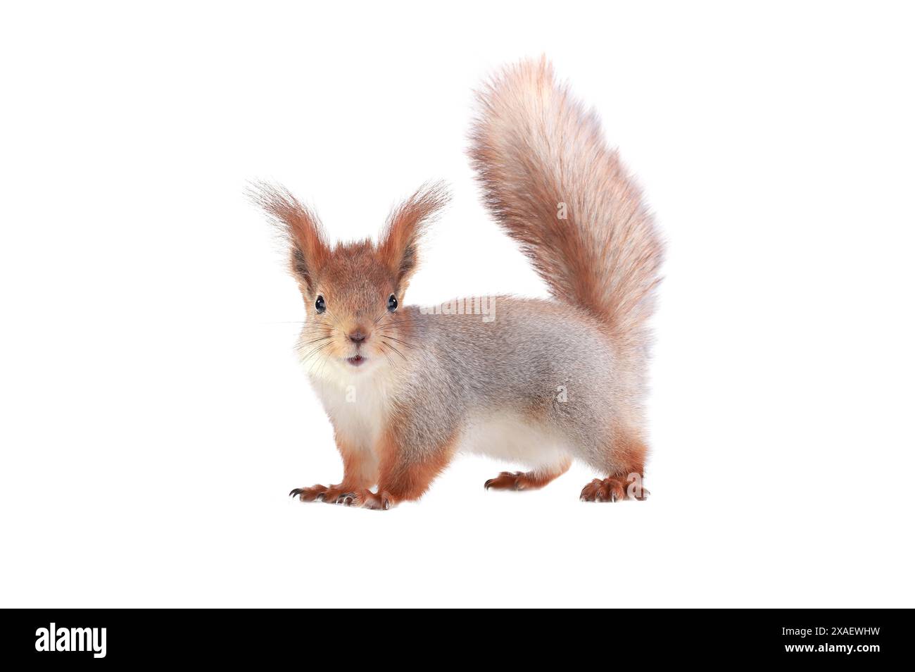 Adorable squirrel fluffy tail Cut Out Stock Images & Pictures - Alamy