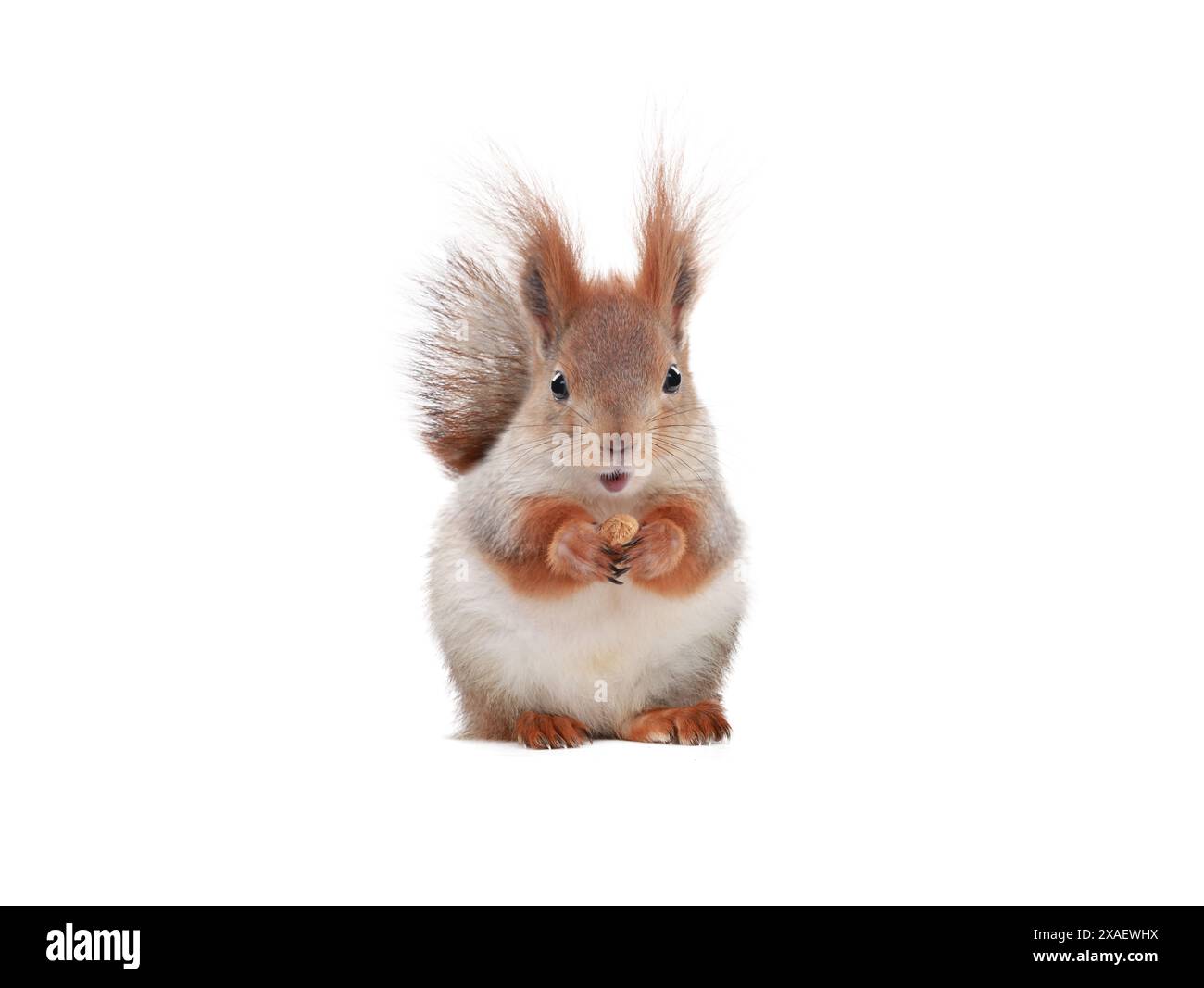 squirrel with hazelnuts in paws isolated on white background Stock ...