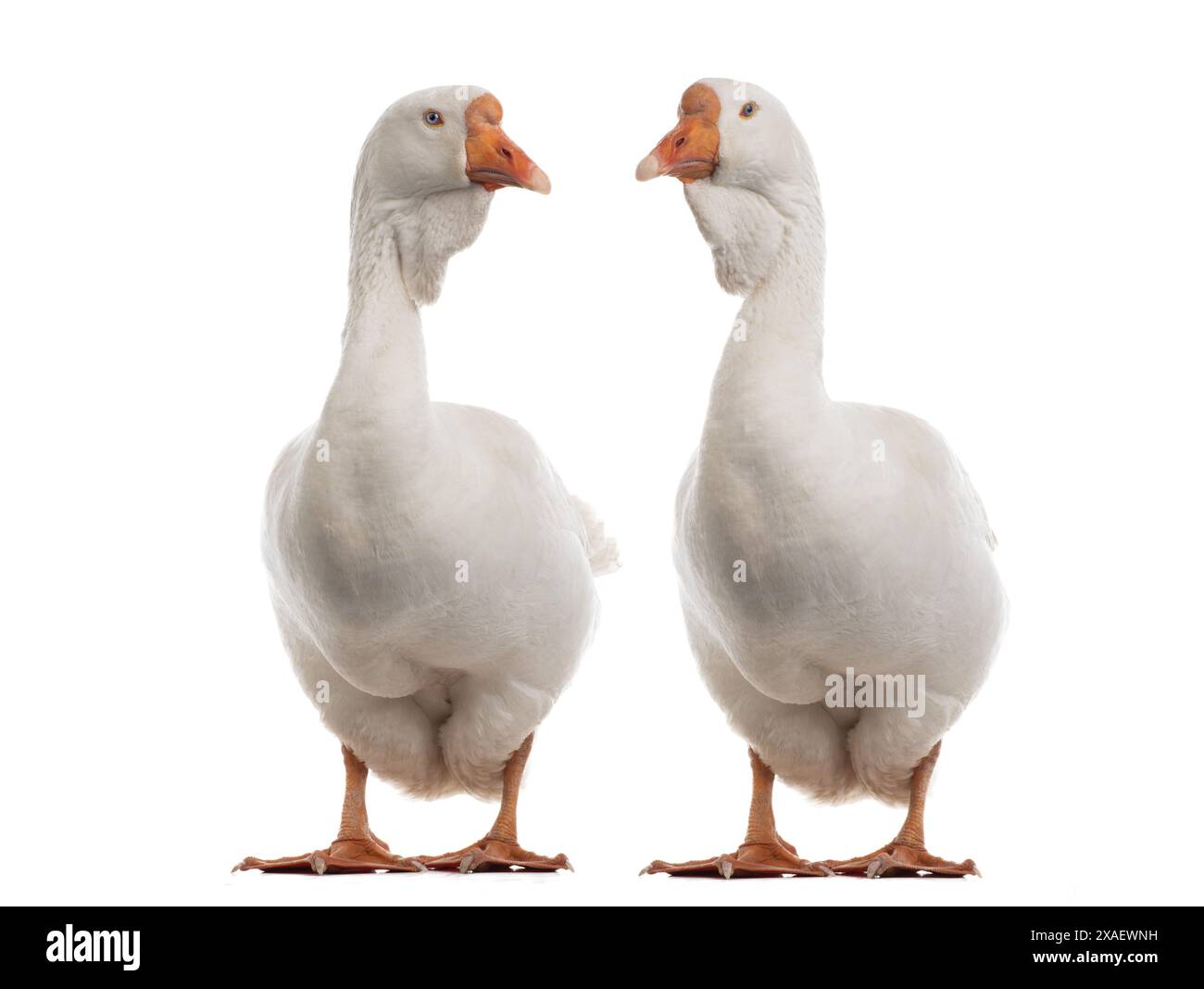 Two geese isolated on white background Stock Photo - Alamy