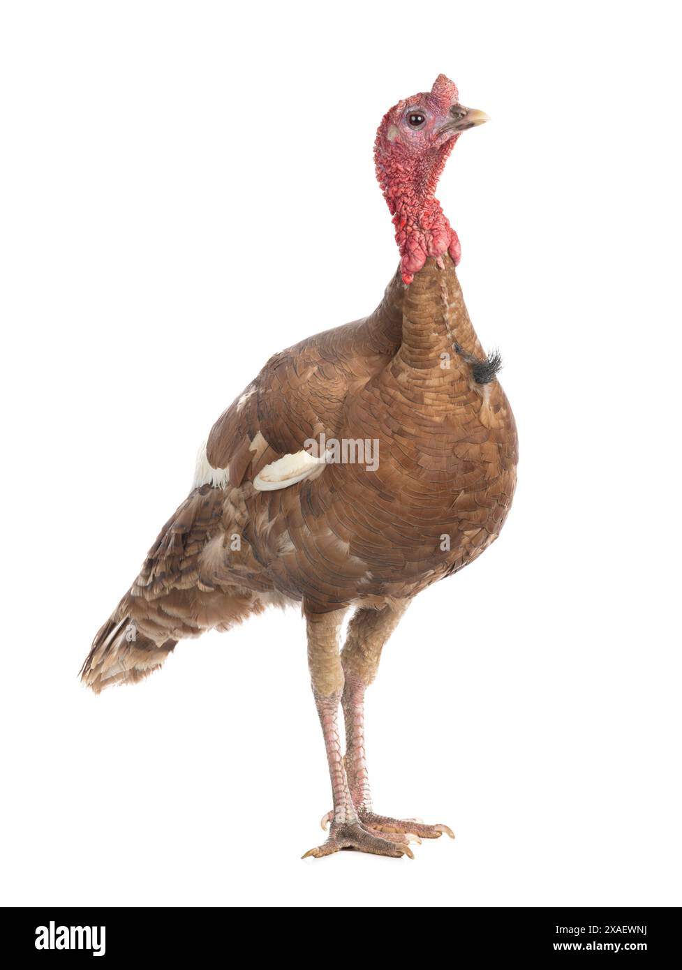 bourbon red turkey isolated on white background Stock Photo - Alamy