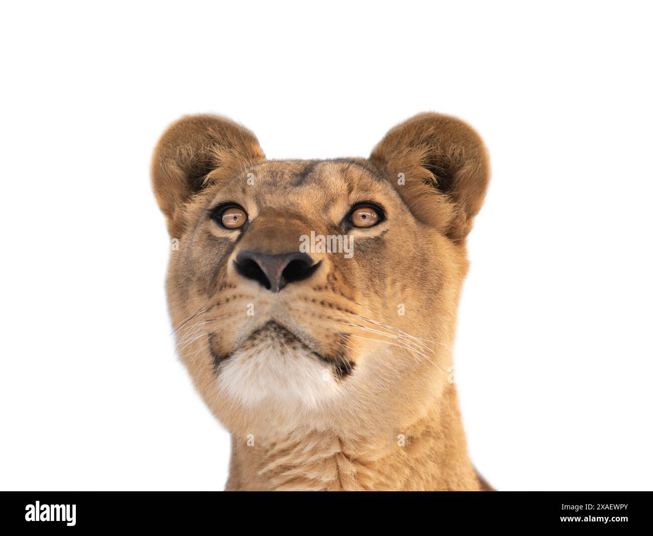 female lion portrait isolated on white background Stock Photo - Alamy