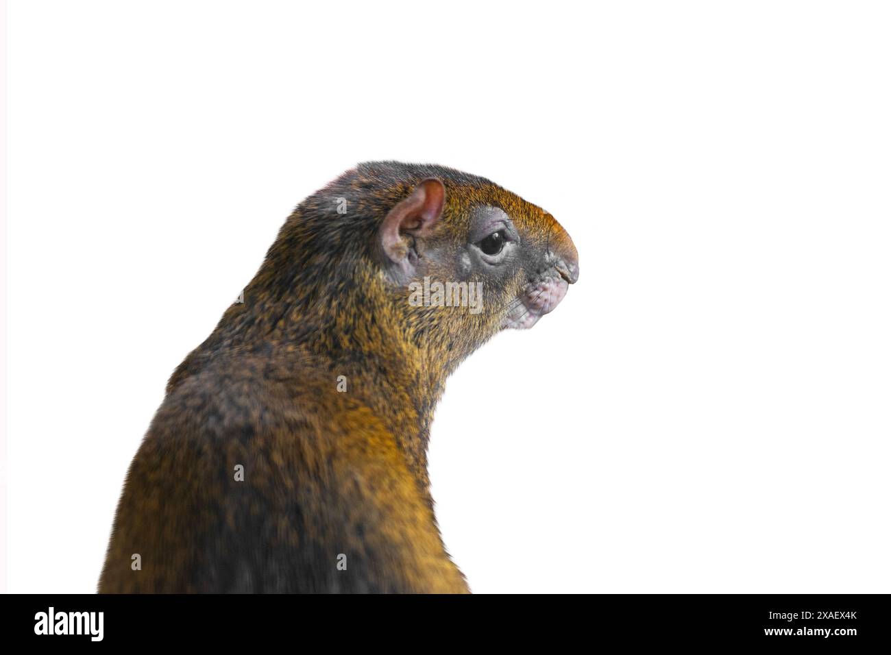portrait azara's agouti (dasyprocta azarae) isolated on white ...