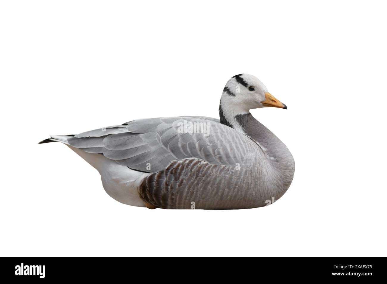 goose (bar headed) sitting isolated on white background Stock Photo - Alamy
