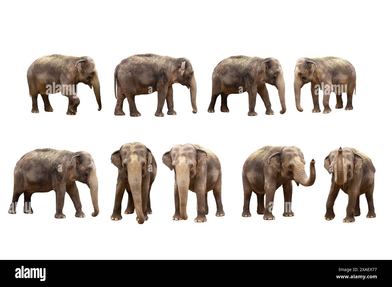 asian elephant isolated on white background Stock Photo - Alamy