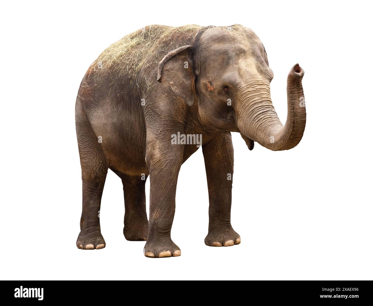 asian elephant isolated on white background Stock Photo - Alamy