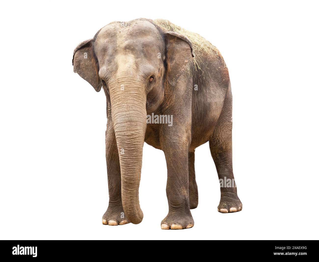 asian elephant isolated on white background Stock Photo - Alamy