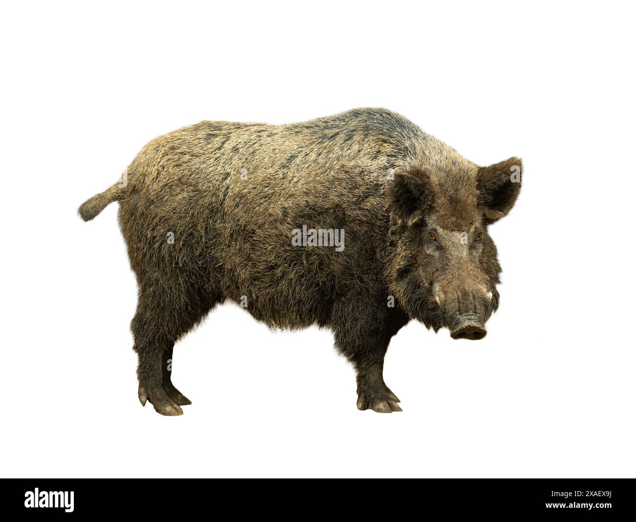 wild boar isolated on white background Stock Photo - Alamy