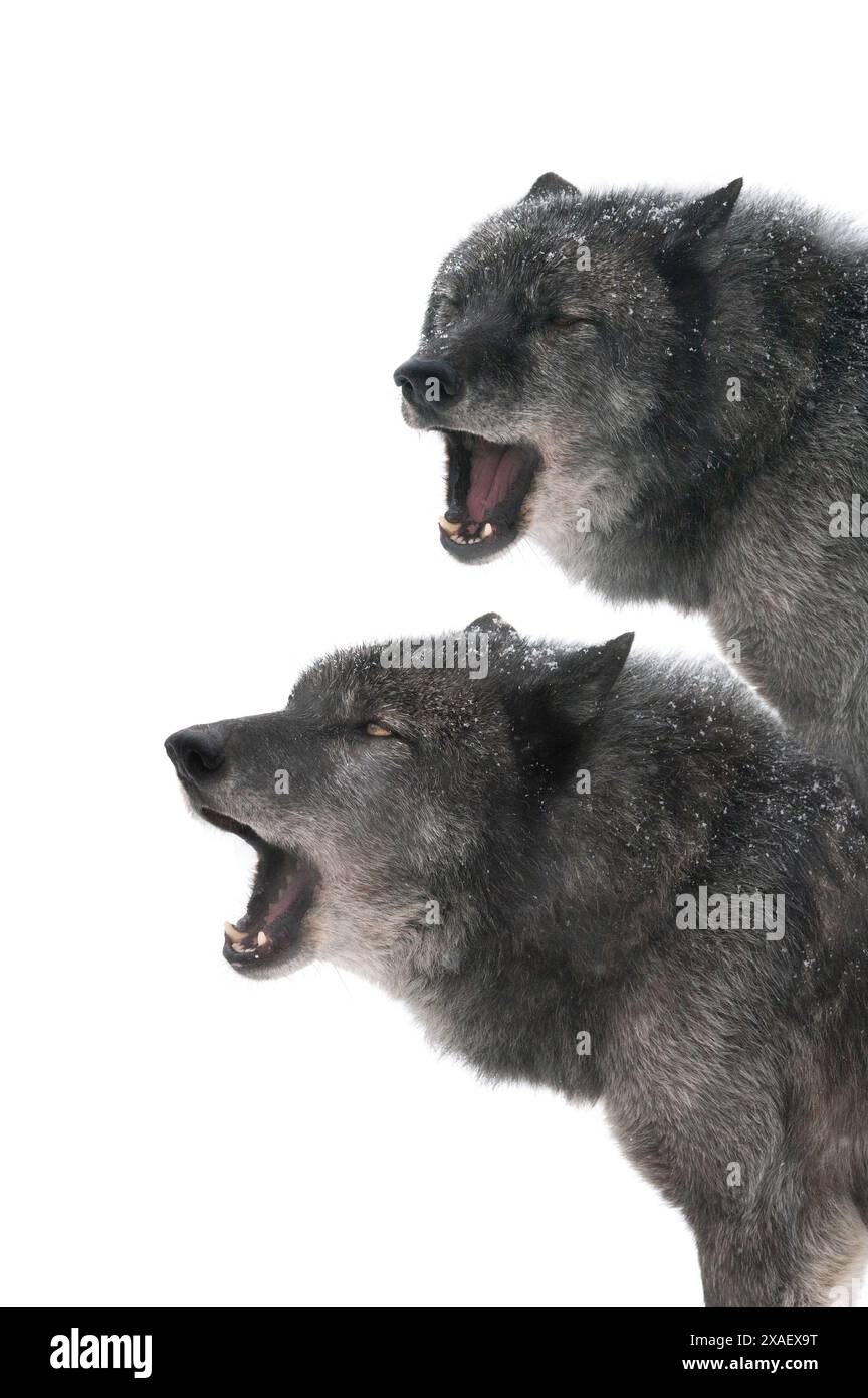 two canadian wolf howl isolated on white background Stock Photo - Alamy