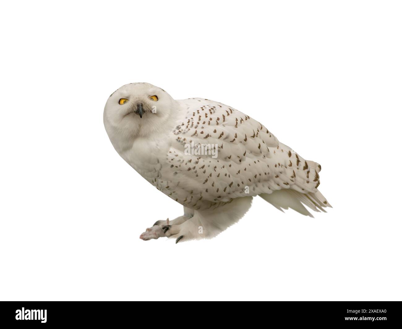 Paws feathers hi-res stock photography and images - Alamy