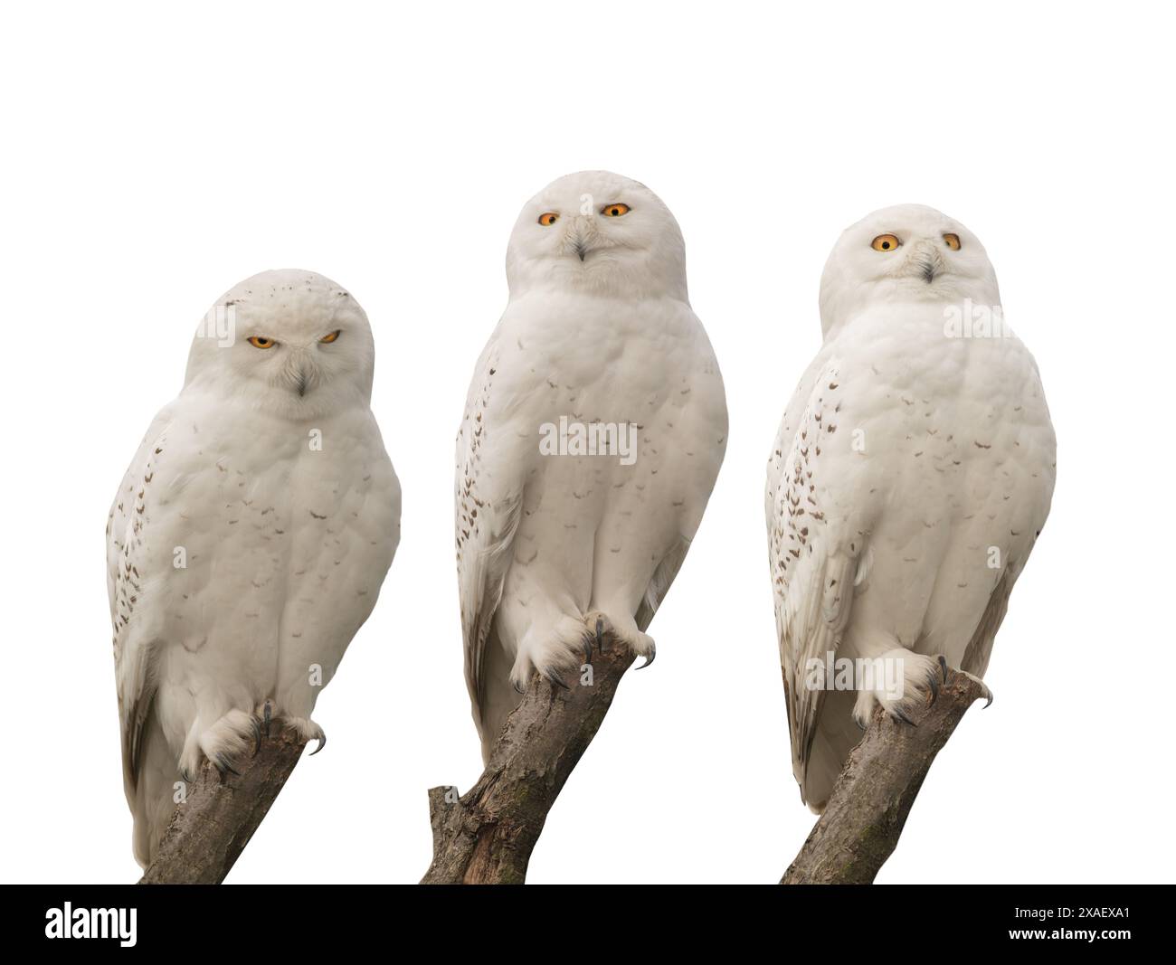 three white snowy owls sit on tree branches isolated on white ...
