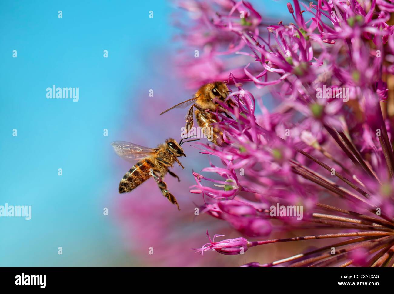 Bees collect nectar from blooming hi-res stock photography and images ...
