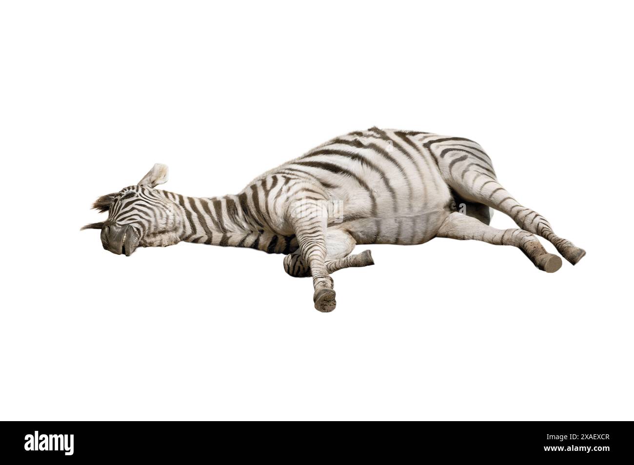 sleeping zebra isolated on white background Stock Photo - Alamy