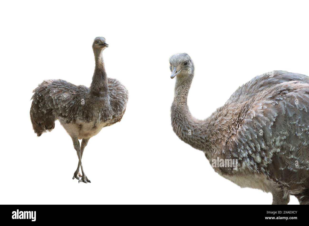 ostrich (rhea pennat) isolated on white background Stock Photo - Alamy