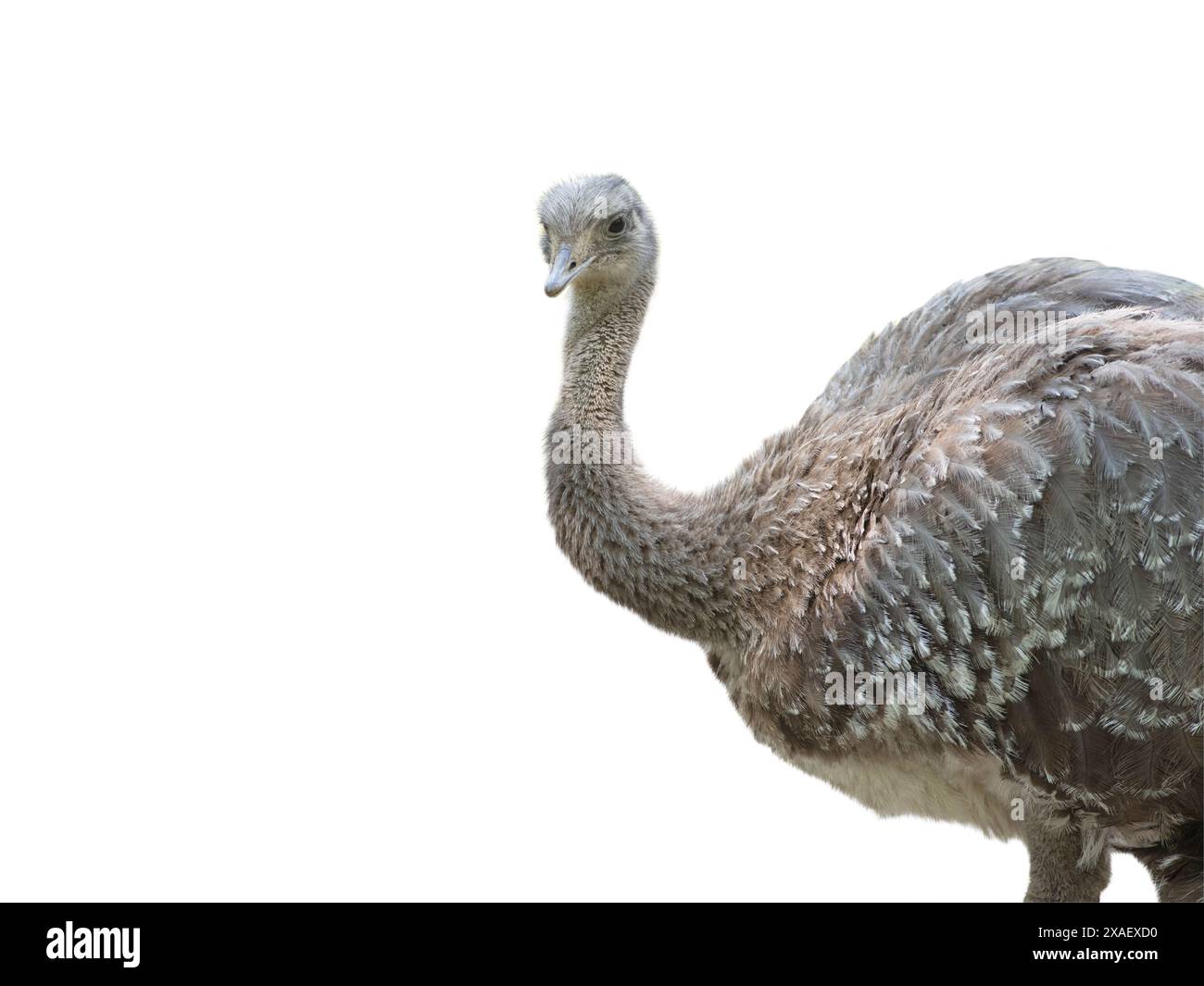 ostrich (rhea pennat) portrait in profile isolated on white background ...