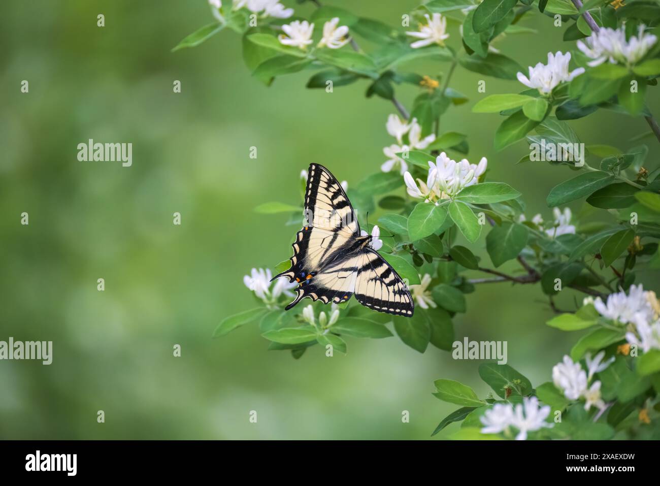 Eastern tiger swallowtail butterfly nectaring on a honeysuckle bush in ...