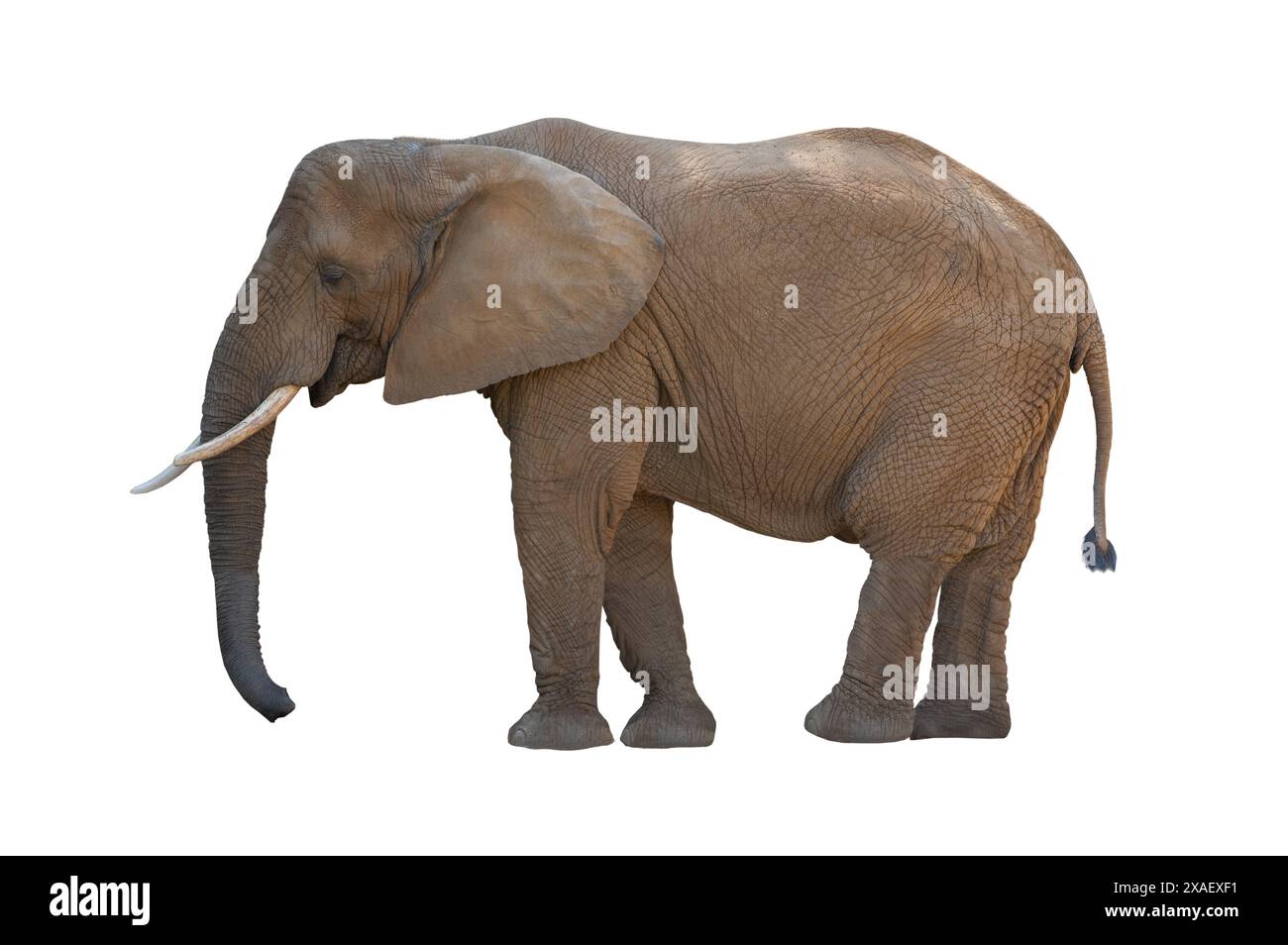 big african elephant isolated on white background Stock Photo - Alamy