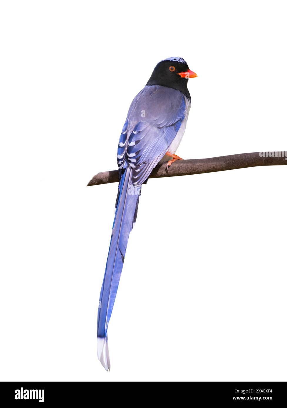 red billed blue magpie (urocissa eruthroryncha) isolated on white ...