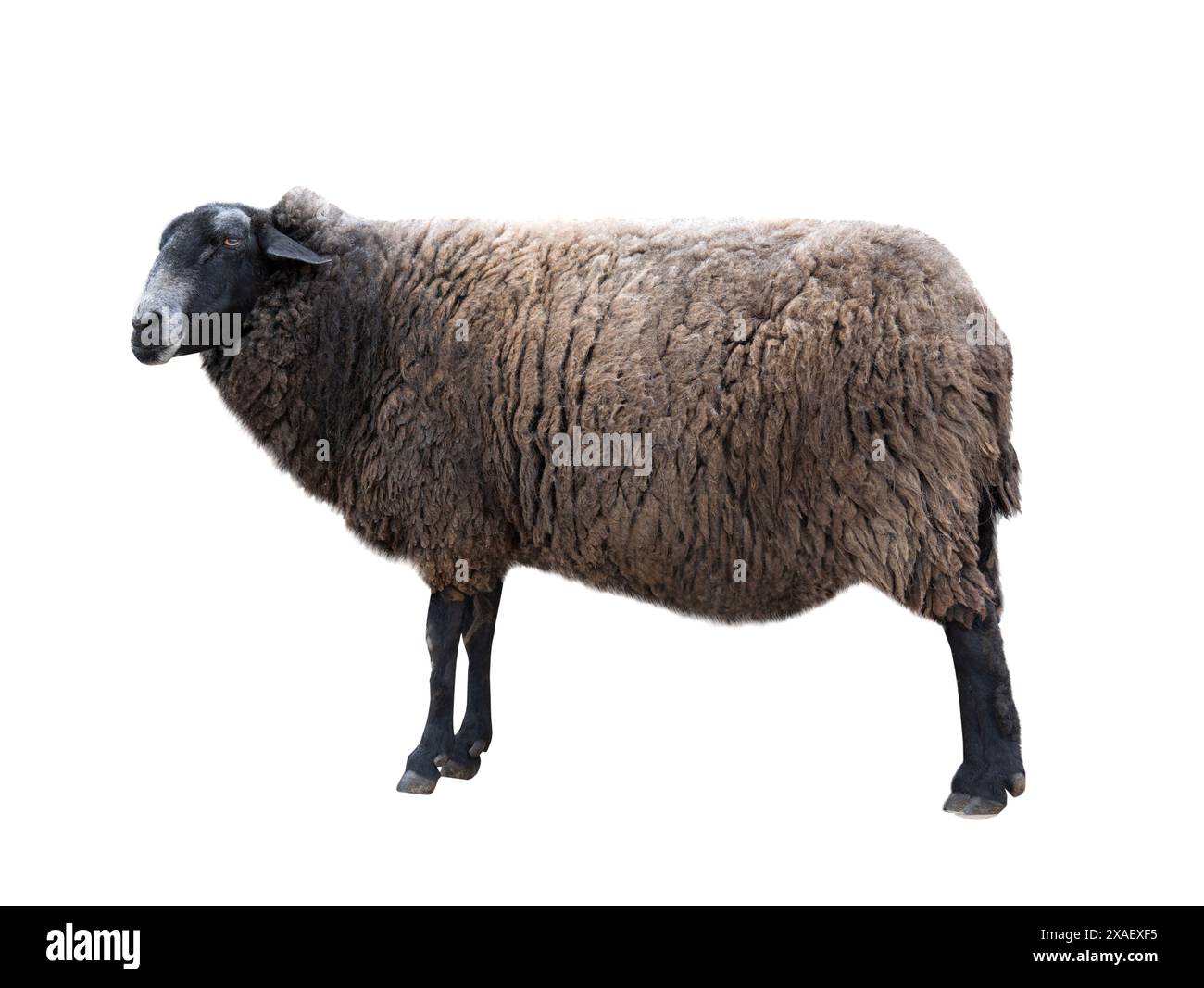 big sheep isolated on white background Stock Photo - Alamy
