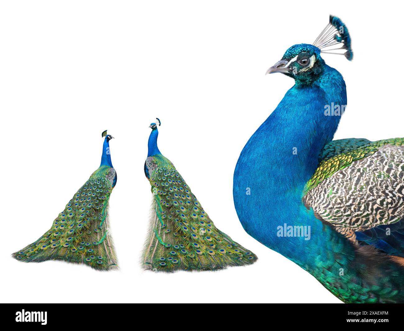 peacocks isolated on a white background Stock Photo - Alamy