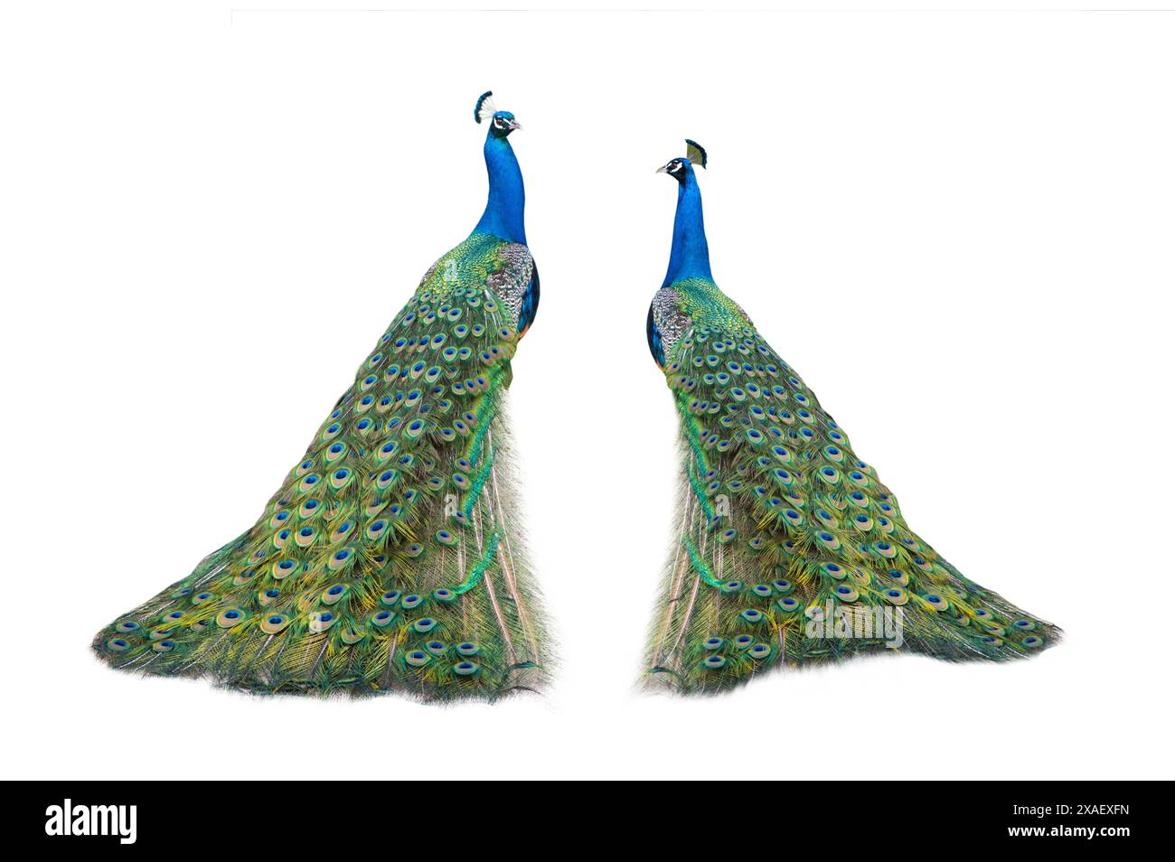 Two beautiful peacock feathers hi-res stock photography and images - Alamy