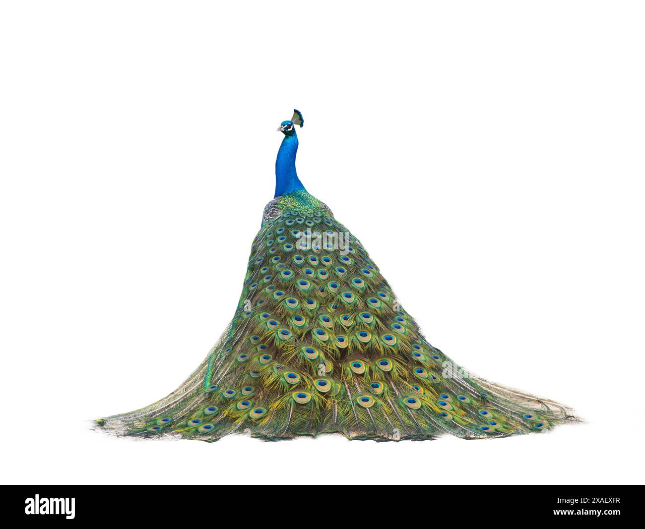 peacock isolated on a white background Stock Photo - Alamy
