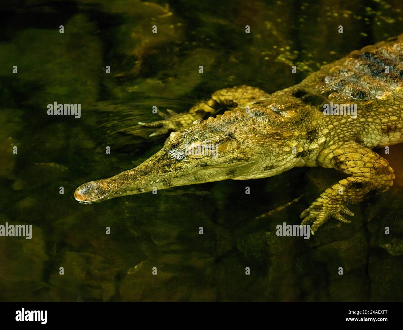 Sad crocodile hi-res stock photography and images - Alamy