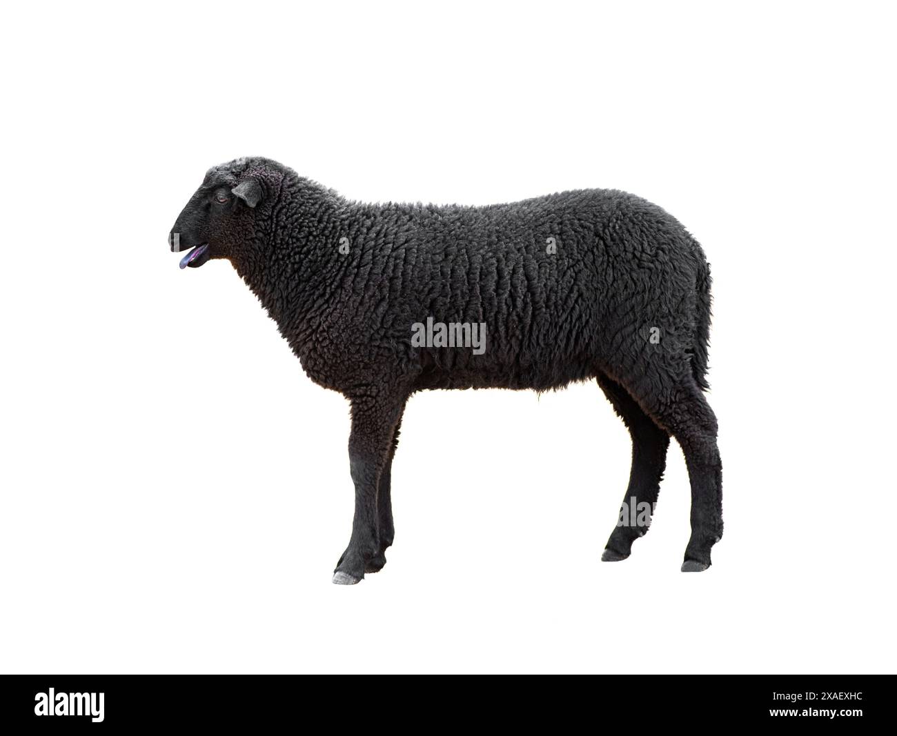 black sheep makes sounds isolated on white background Stock Photo - Alamy