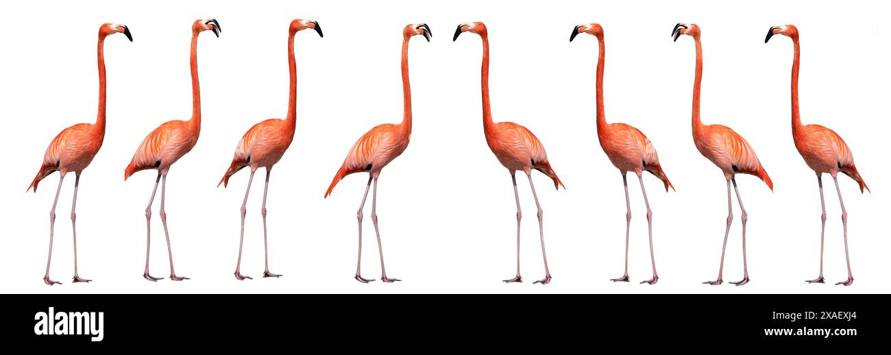 Singing flamingo hi-res stock photography and images - Alamy