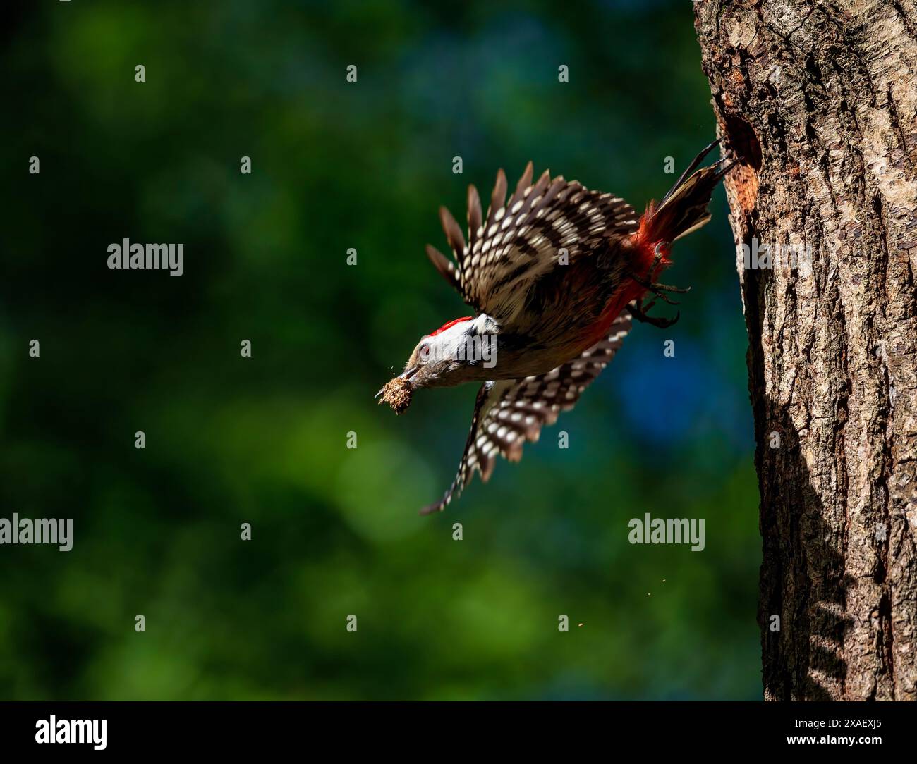 a woodpecker bird flies out of a tree nest from its chicks, spreading ...
