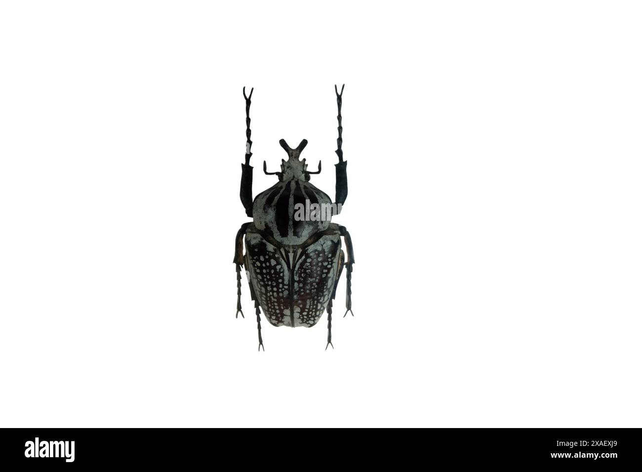 goliathus orientalis zair isolated on white background Stock Photo - Alamy
