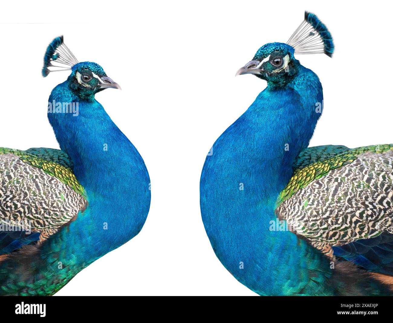 two peacock isolated on a white background Stock Photo - Alamy