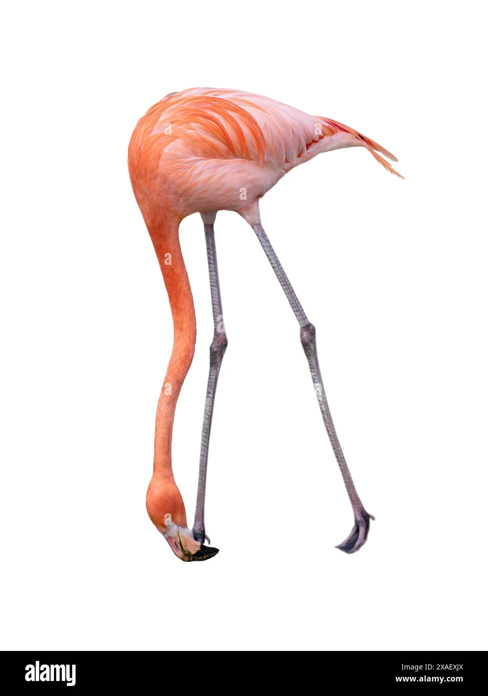 flamingo isolated on white background Stock Photo - Alamy